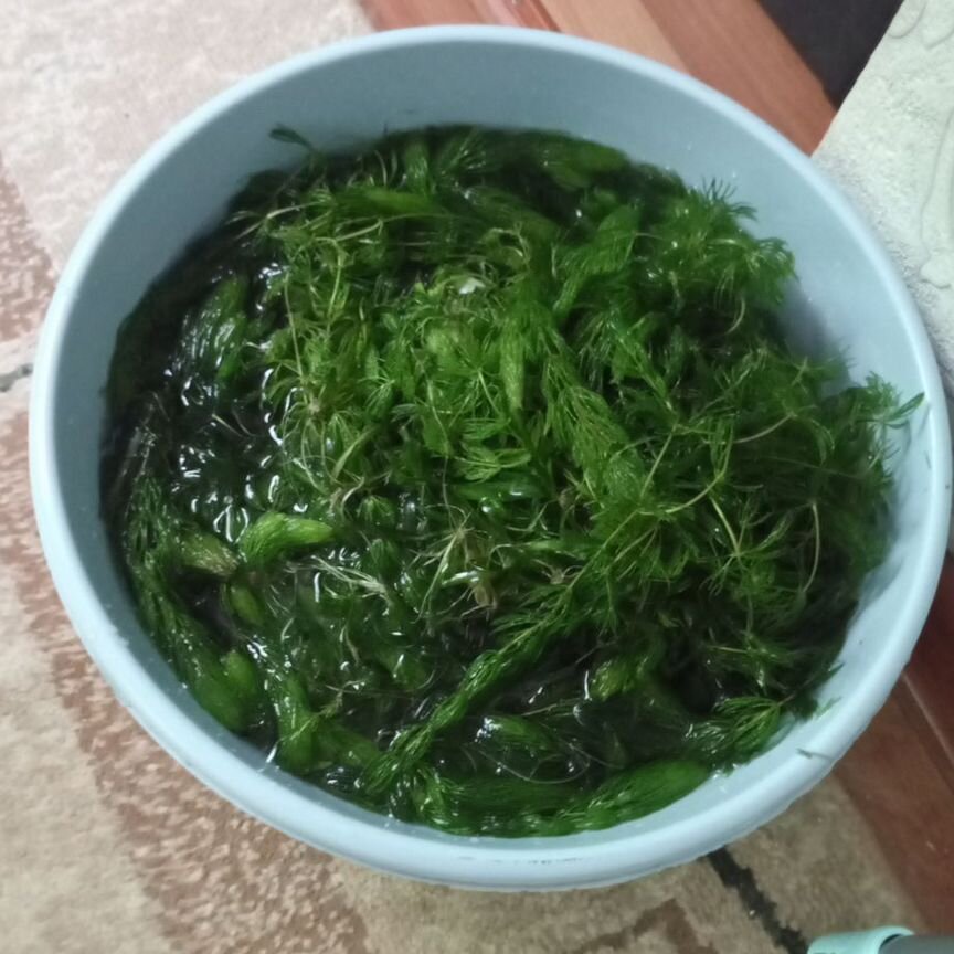 Роголистник в аквариум