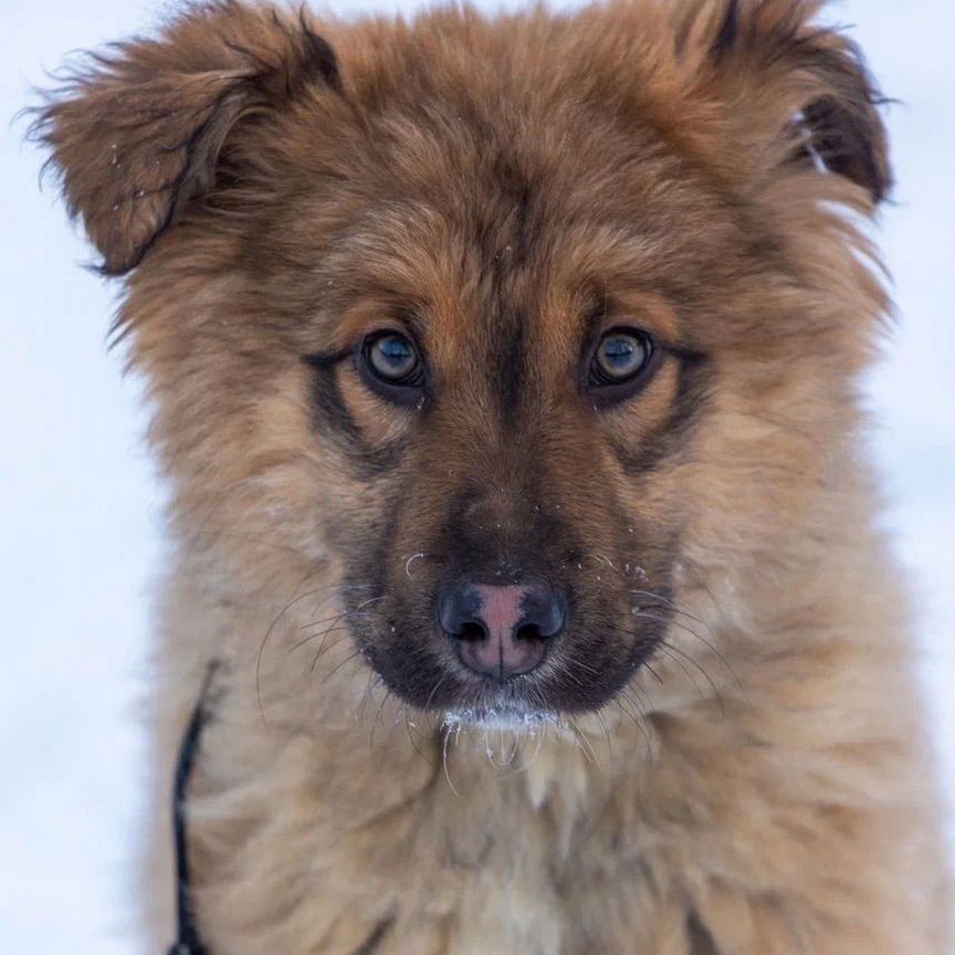 Щенок в добрые руки