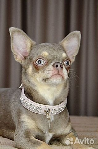 Чихуахуа Лиловая Королева с изумрудными глазами