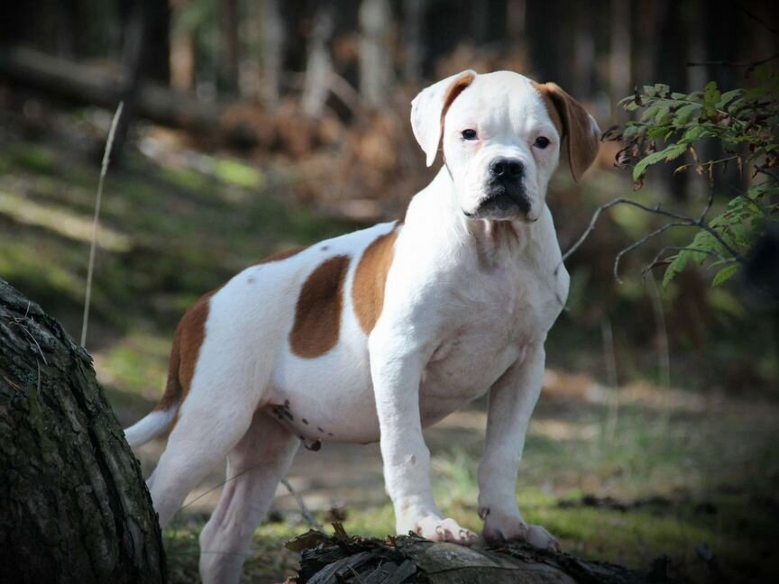 Американский бульдог