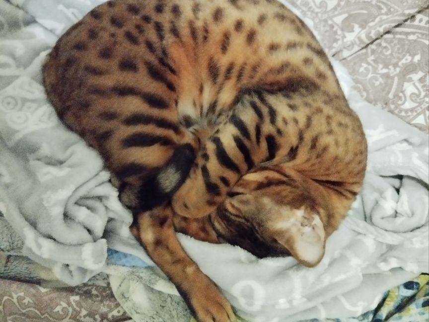 Бенгальская кот бесплатно