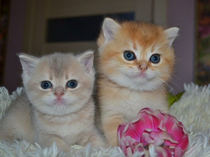 Британские золотые кошечки