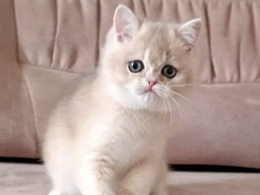 Мальчик SFS 71 ау12