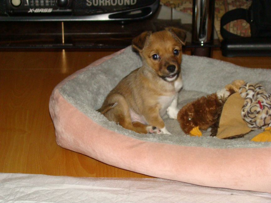 Щенок 1.5 месяца