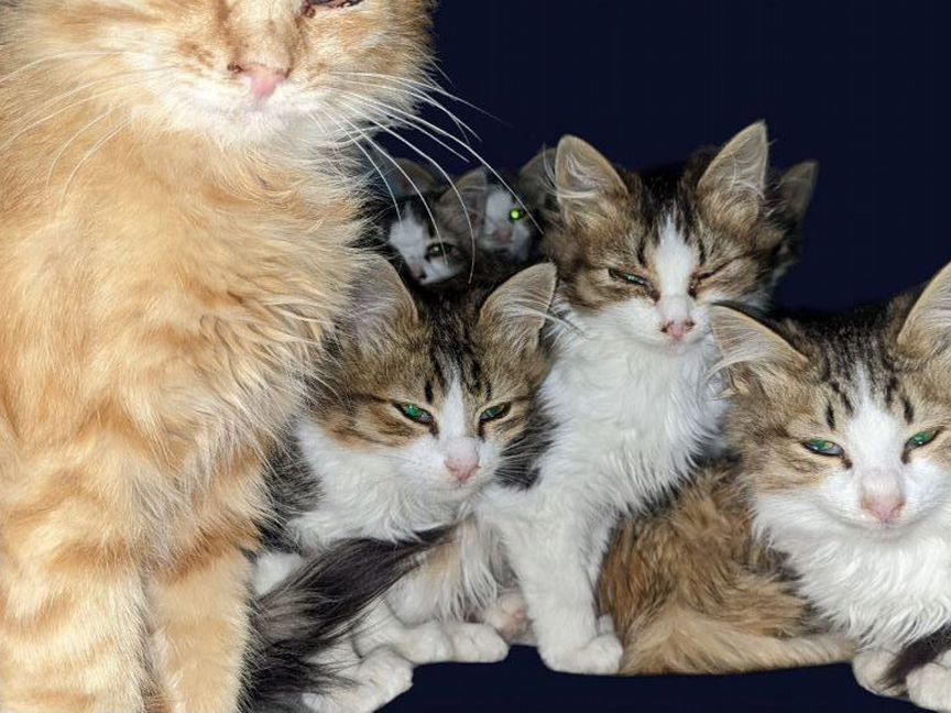 Котята в добрые руки