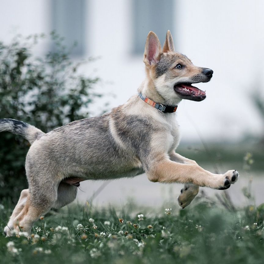 Щенки. чехословацкая волчья собака