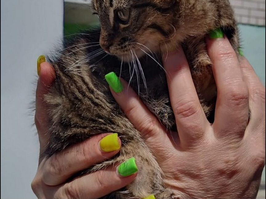 Котята в добрые руки бесплатно мальчик