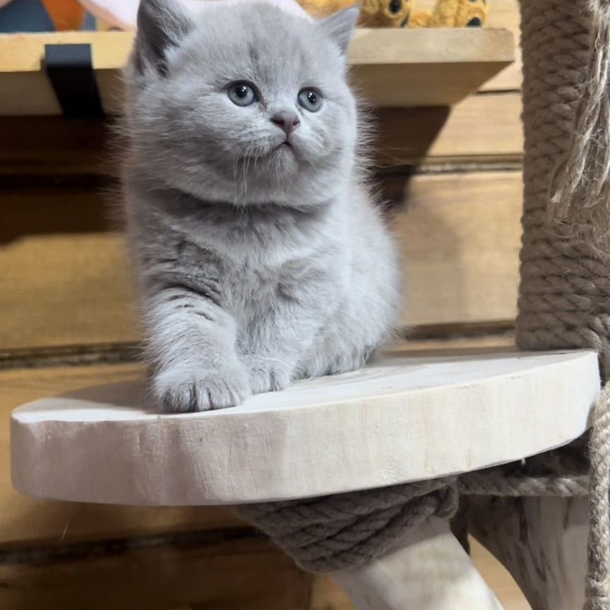 Британский шикарный котик
