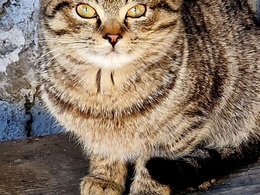 Котята в добрые руки бесплатно