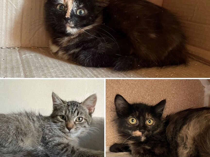 Котята выживали в гаражах