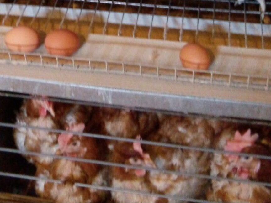 Куры несушки