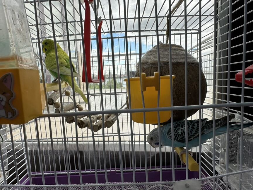 Волнистый попугай