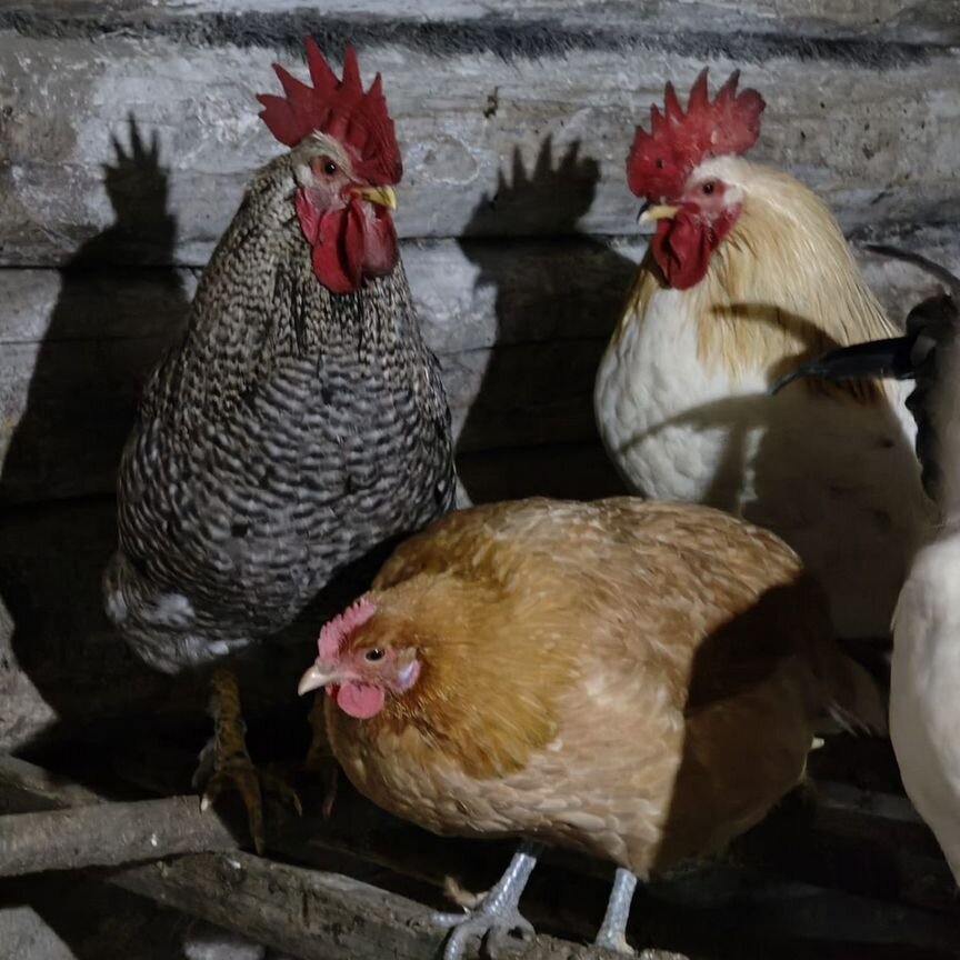 Молодые петухи