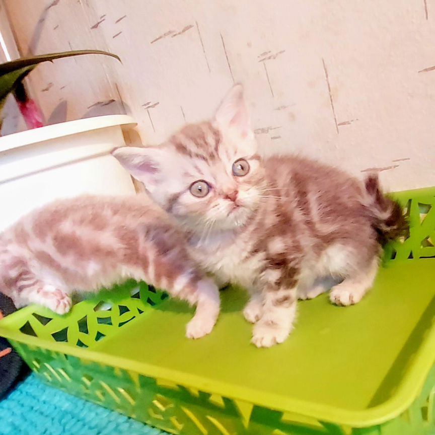 Мелкие к 8марта