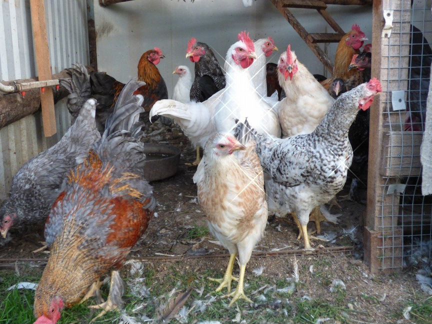 Продам молодых петушков