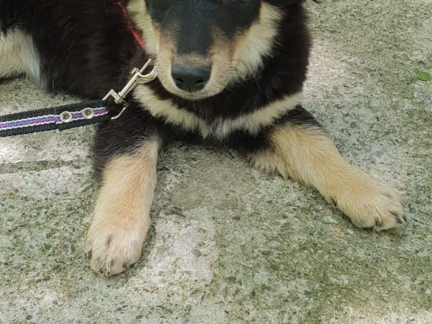 Маленькая Жужа ищет своего человека