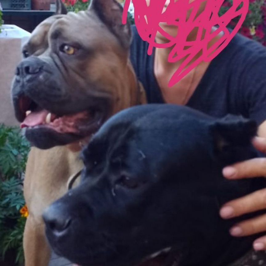 Кане корсо в добрые руки