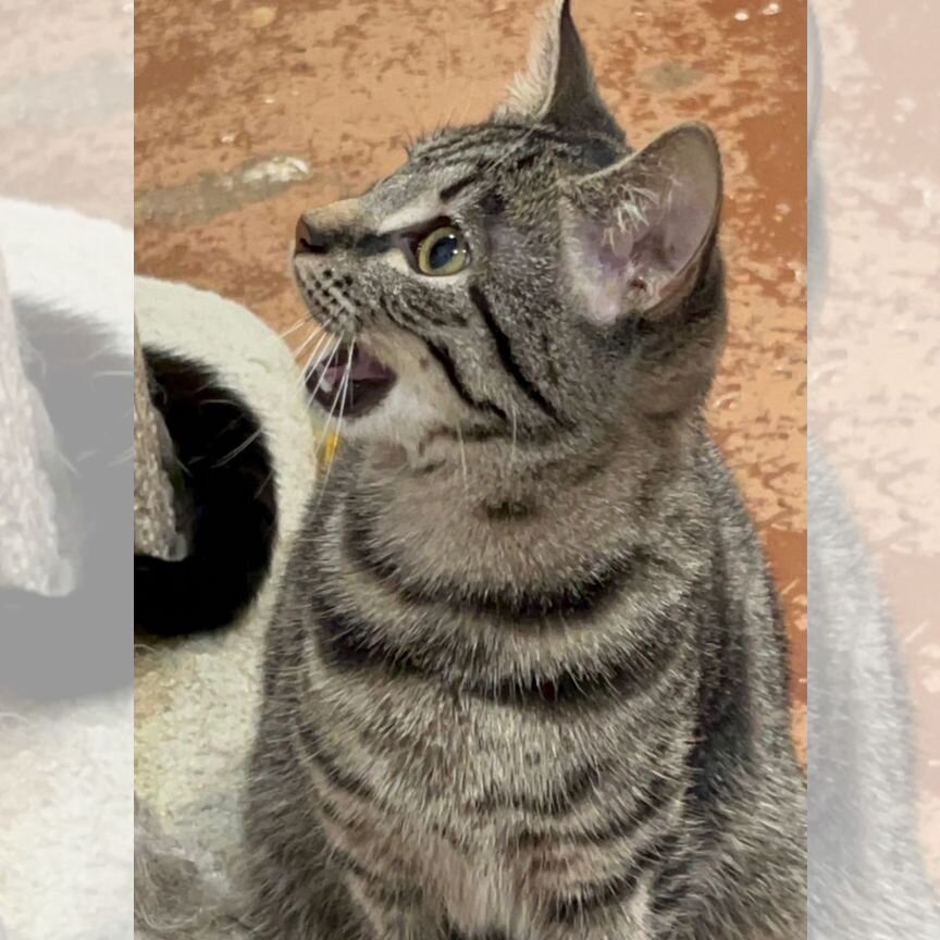 Котёнок девочка из приюта