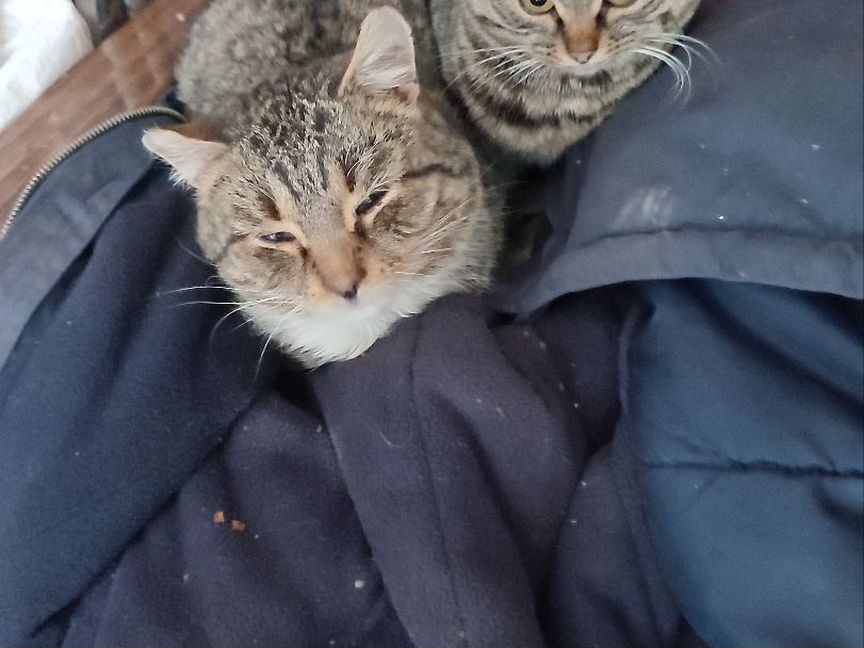 Кот и кошечка