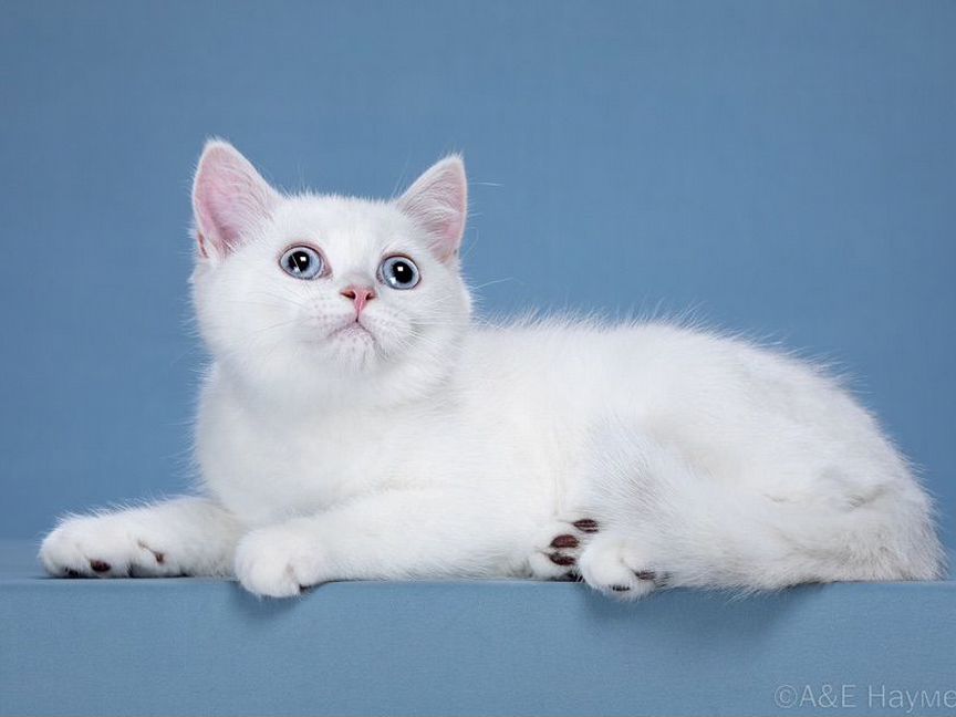 Британские котята колор пойнт