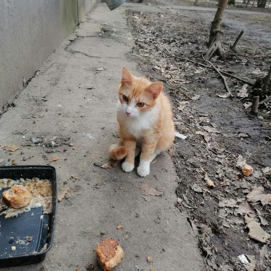 Рыжик