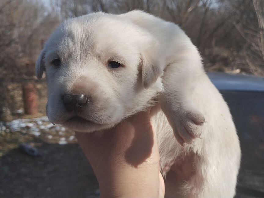 Щенки