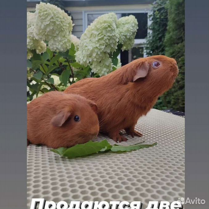 Английский селф