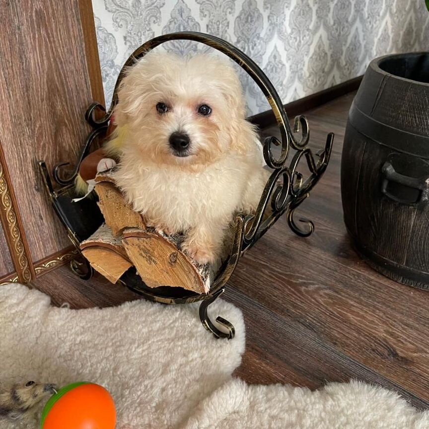 Мальтипу мини