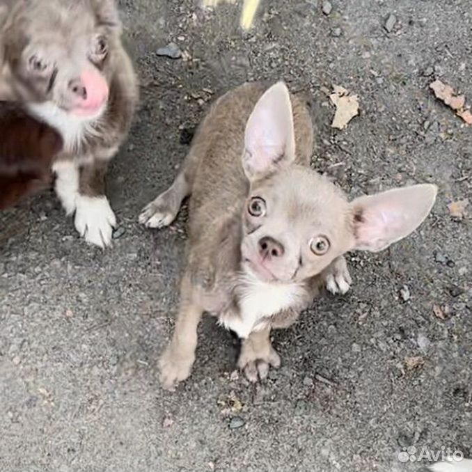Лиловый мальчик чихуахуа. Для обожания
