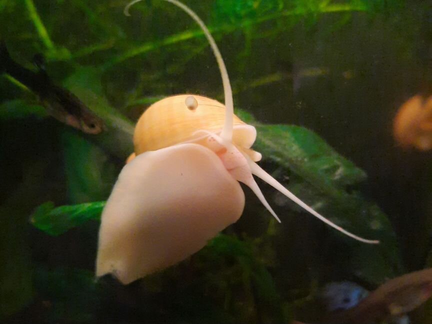 Ампулярии чисто желтые