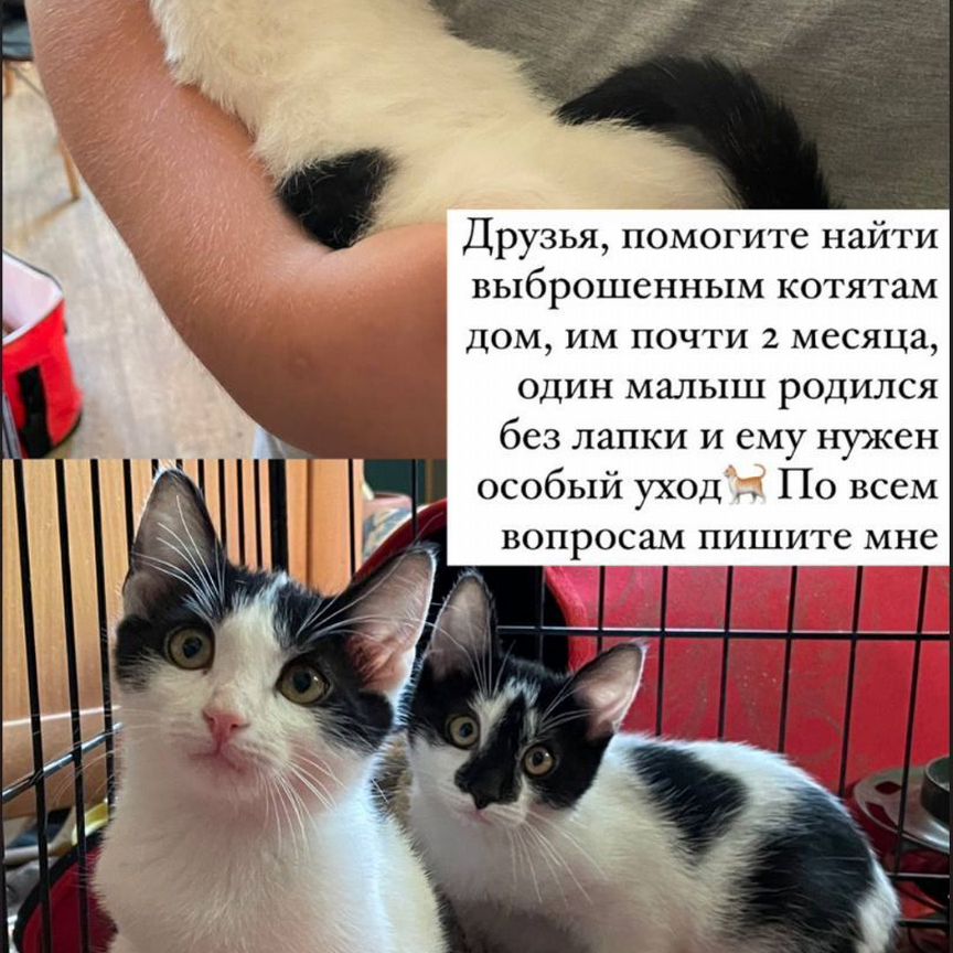 Котята в добрые руки бесплатно мальчики