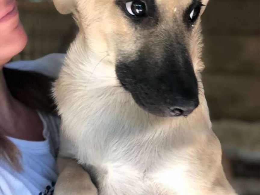 Щенок Лимон из приюта