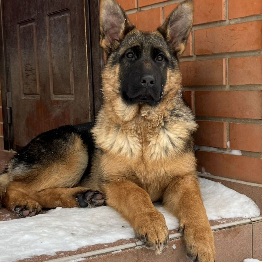 Немецкая овчарка, щенок