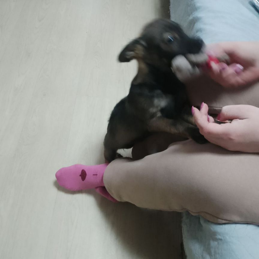 Собака тортерьер мини