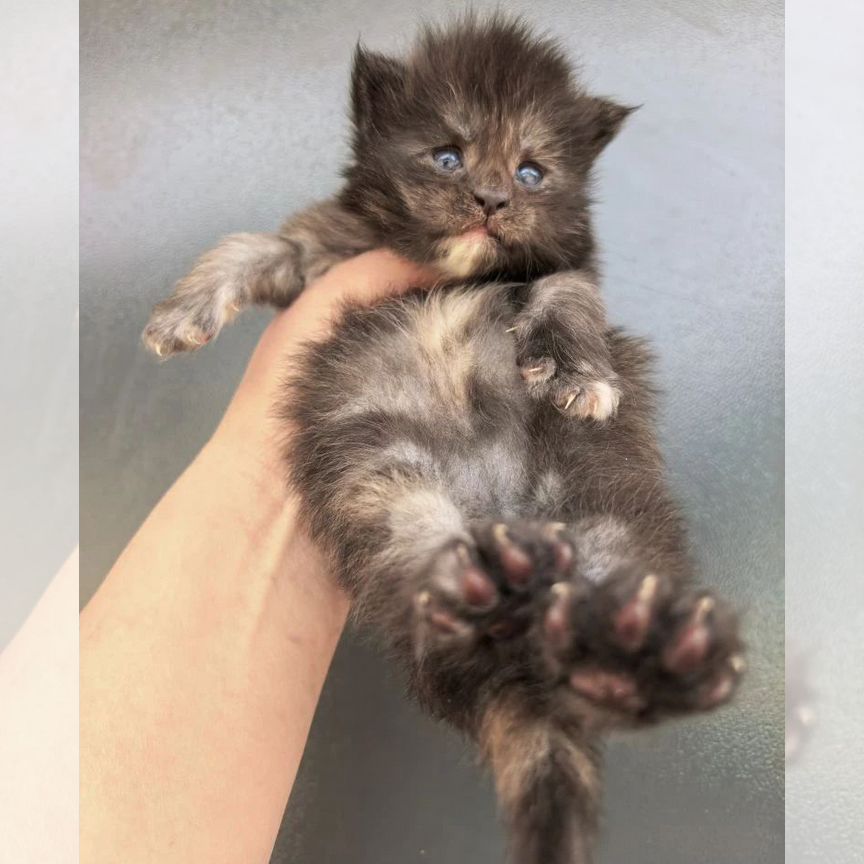 Мейн-кун котёнок