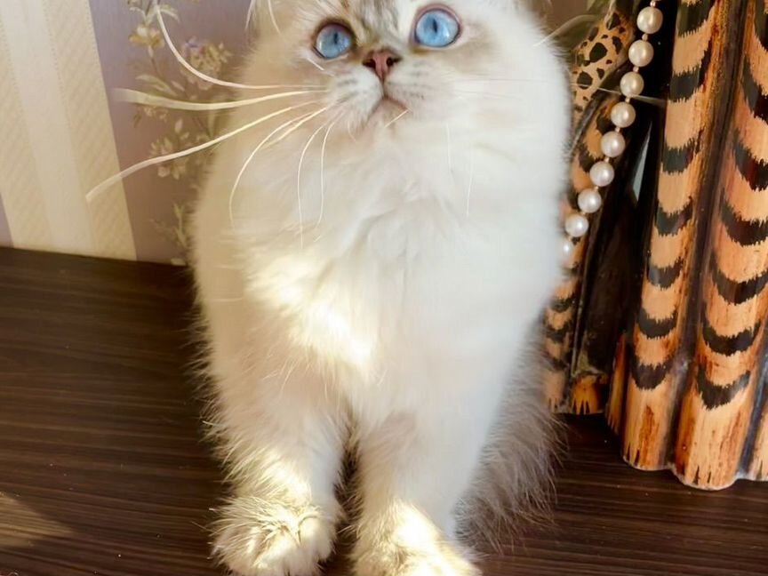 Длинношерстная красотка с небесными глазками)