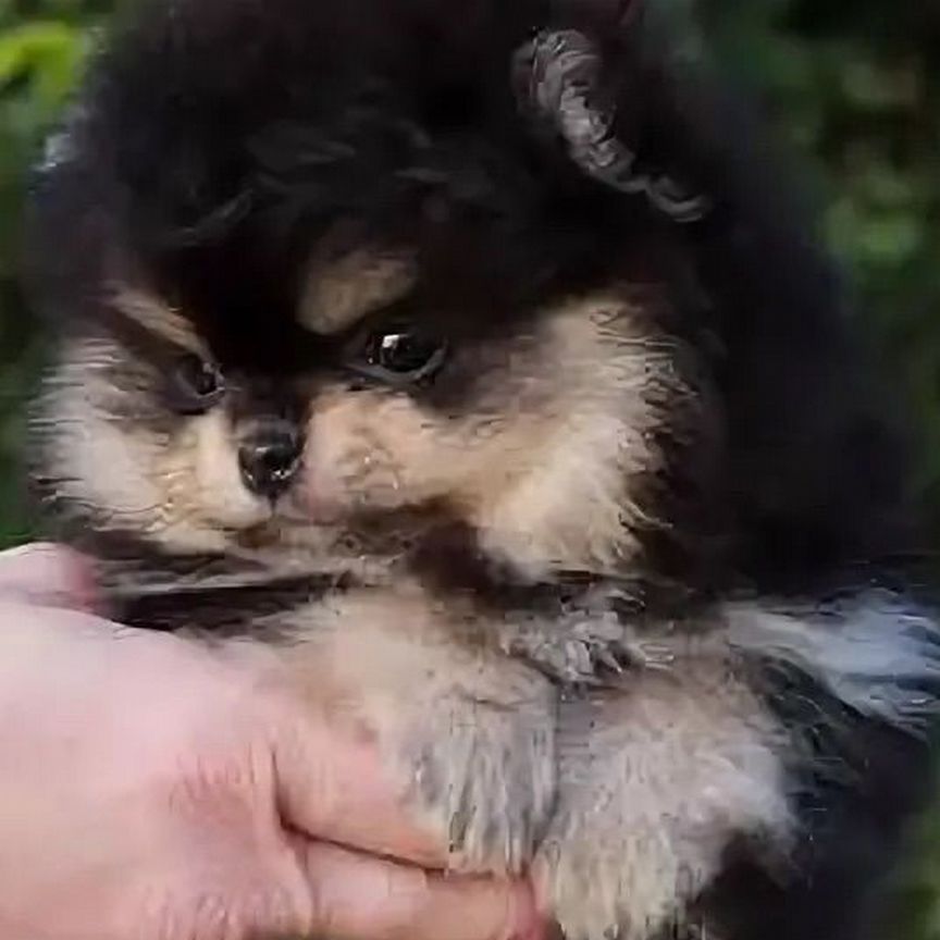 Померанский шпиц, щенок