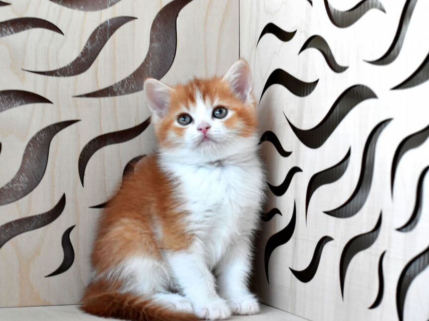 Шотландский котенок