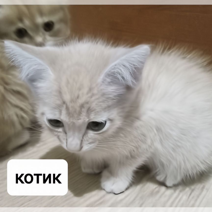 Котёнок в добрые руки