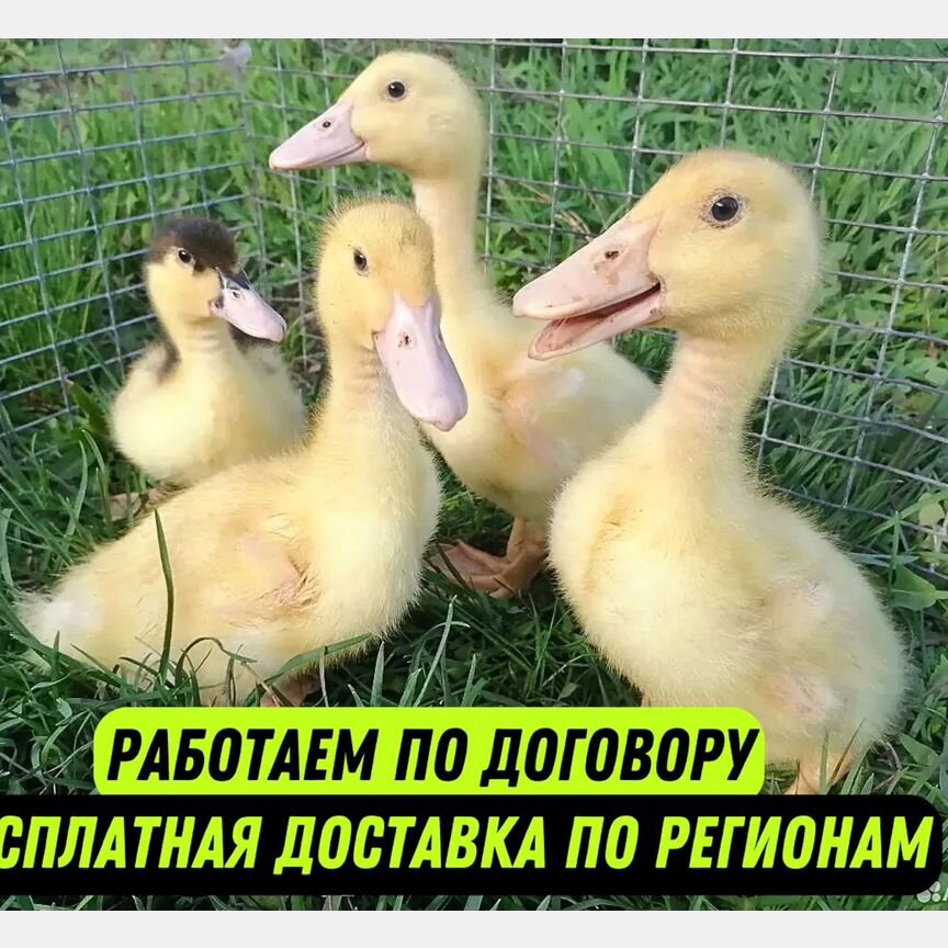 Утята муларды оптом от 50 шт. доставка бесплатная