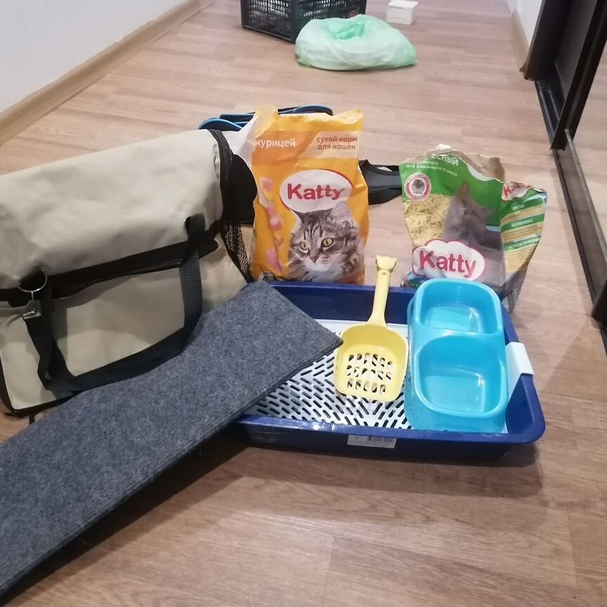 Домашние животные кошки