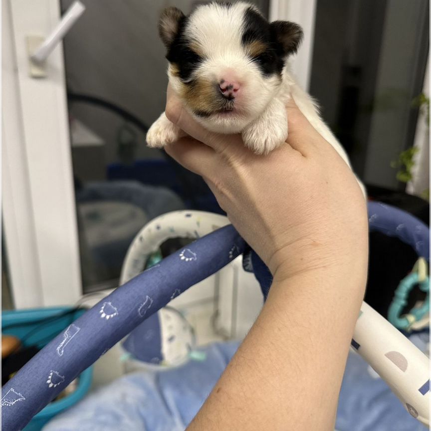 Бивер-йоркширский терьер, щенок