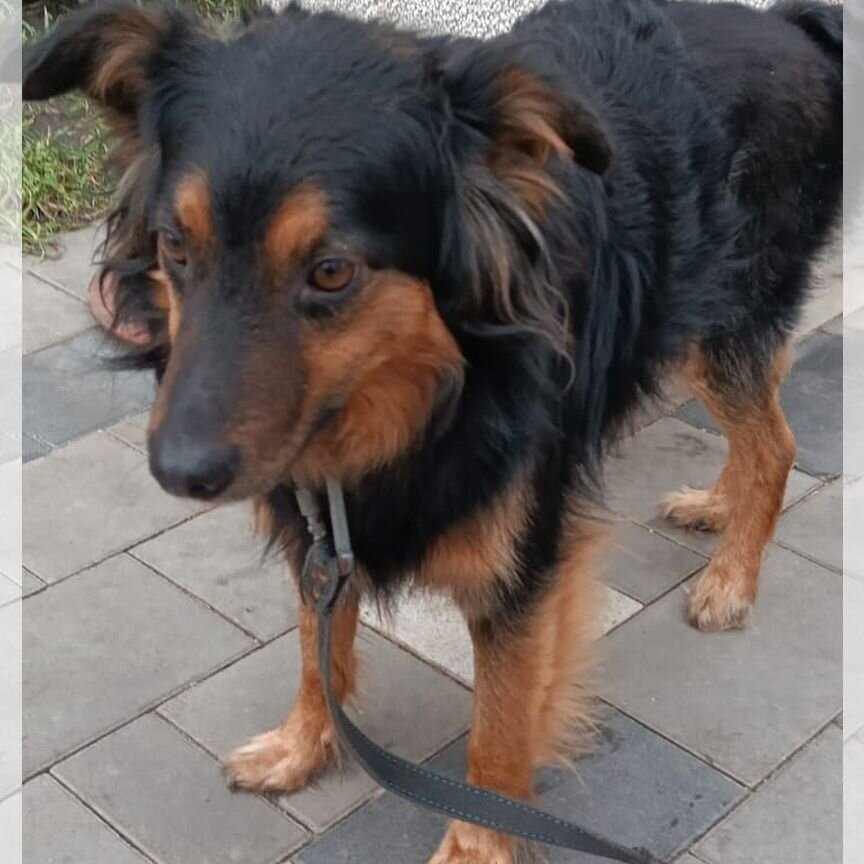 Взрослая собака в добрые руки