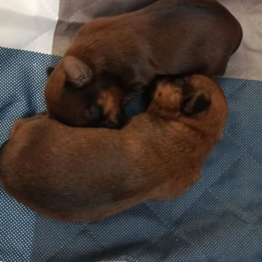 Йоркширский терьер, щенок