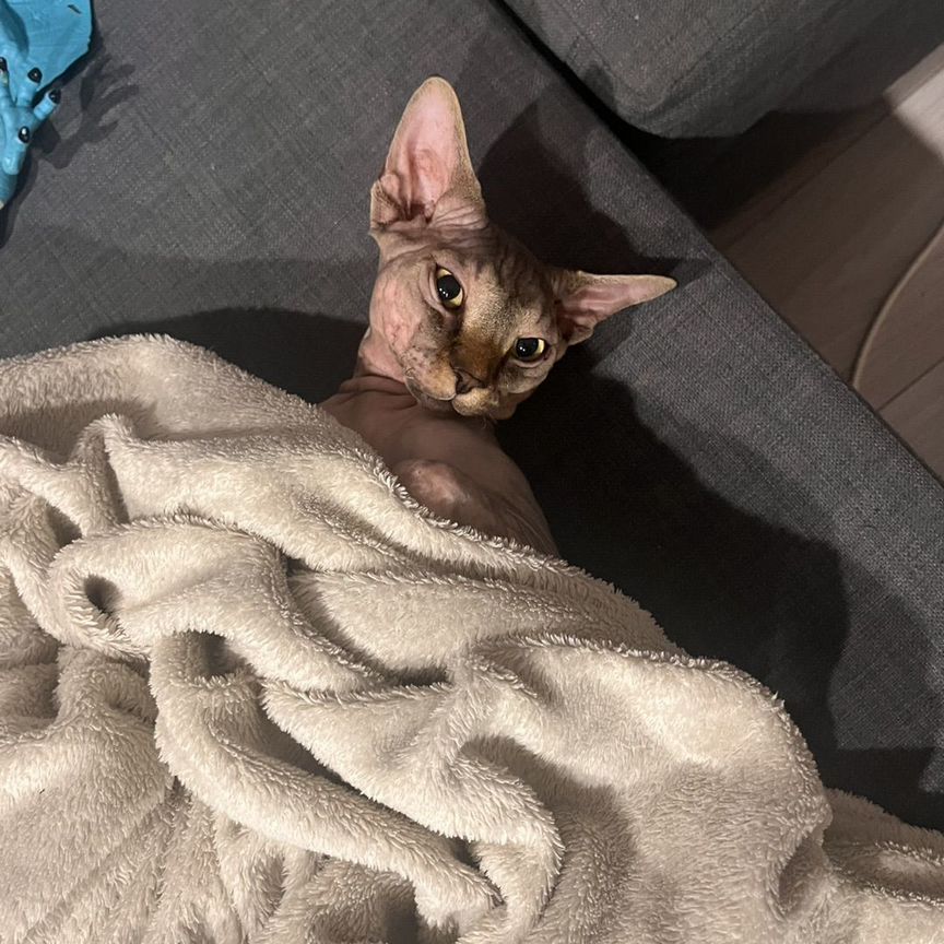 Донской сфинкс