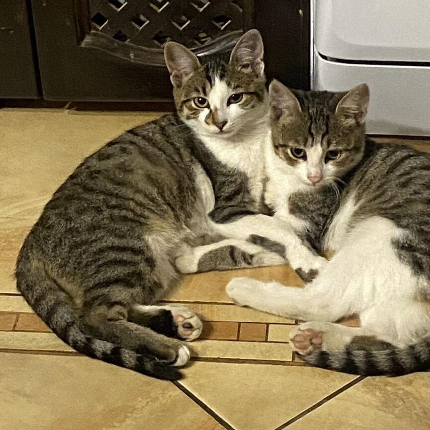 Котята в добрые руки даром