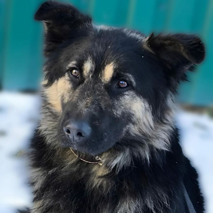 Михал-Потапыч ищет дом