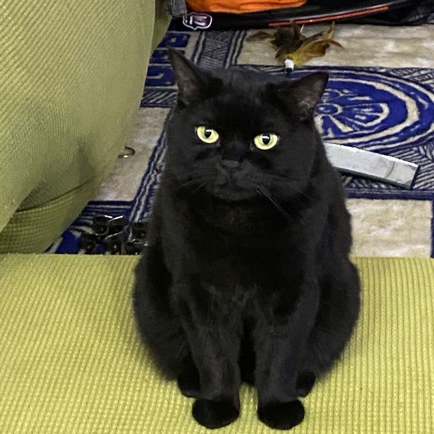 Британская кошка