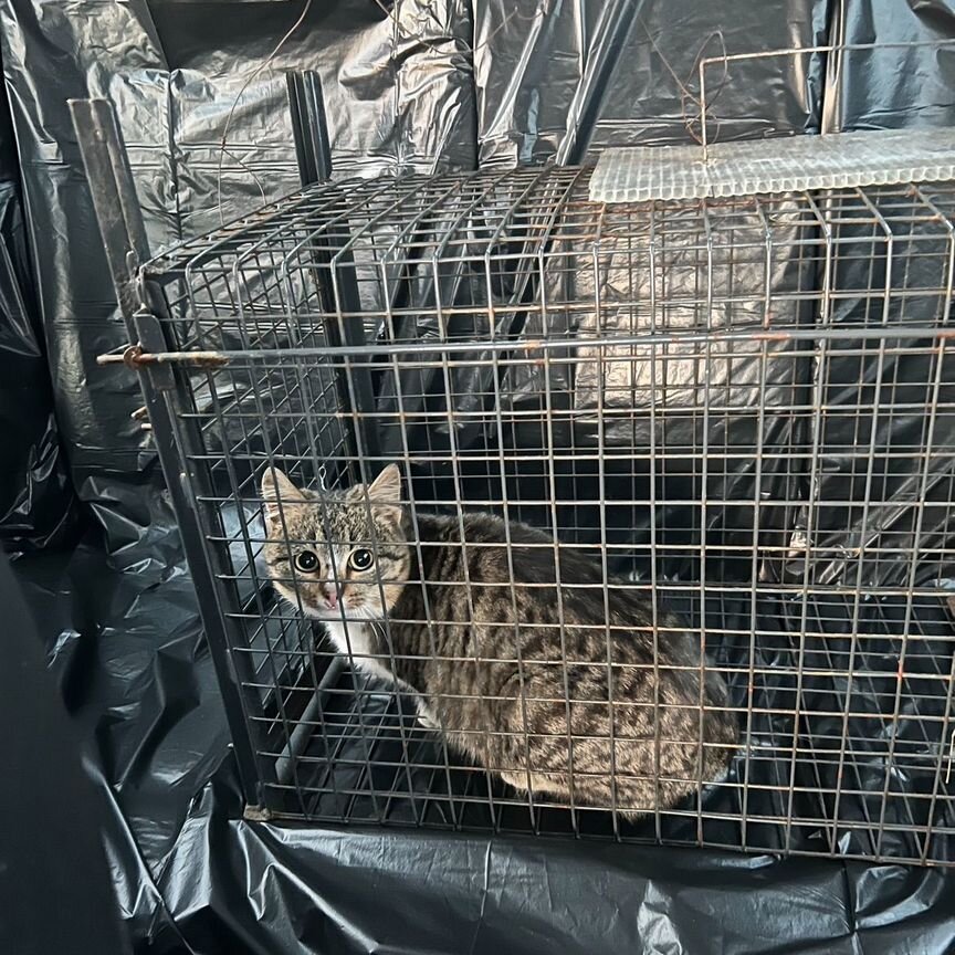Котёнка выбросили в гаражах