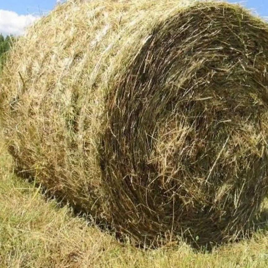 Сено в тюках
